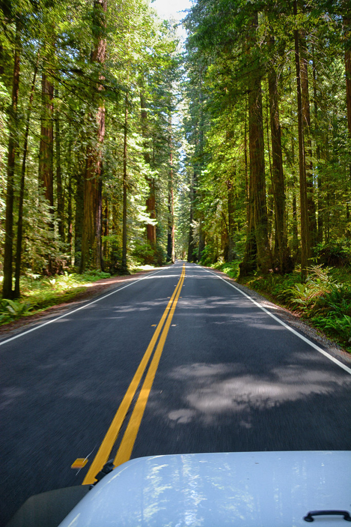 Humbolt Redwoods State Park - Our Epic Journey