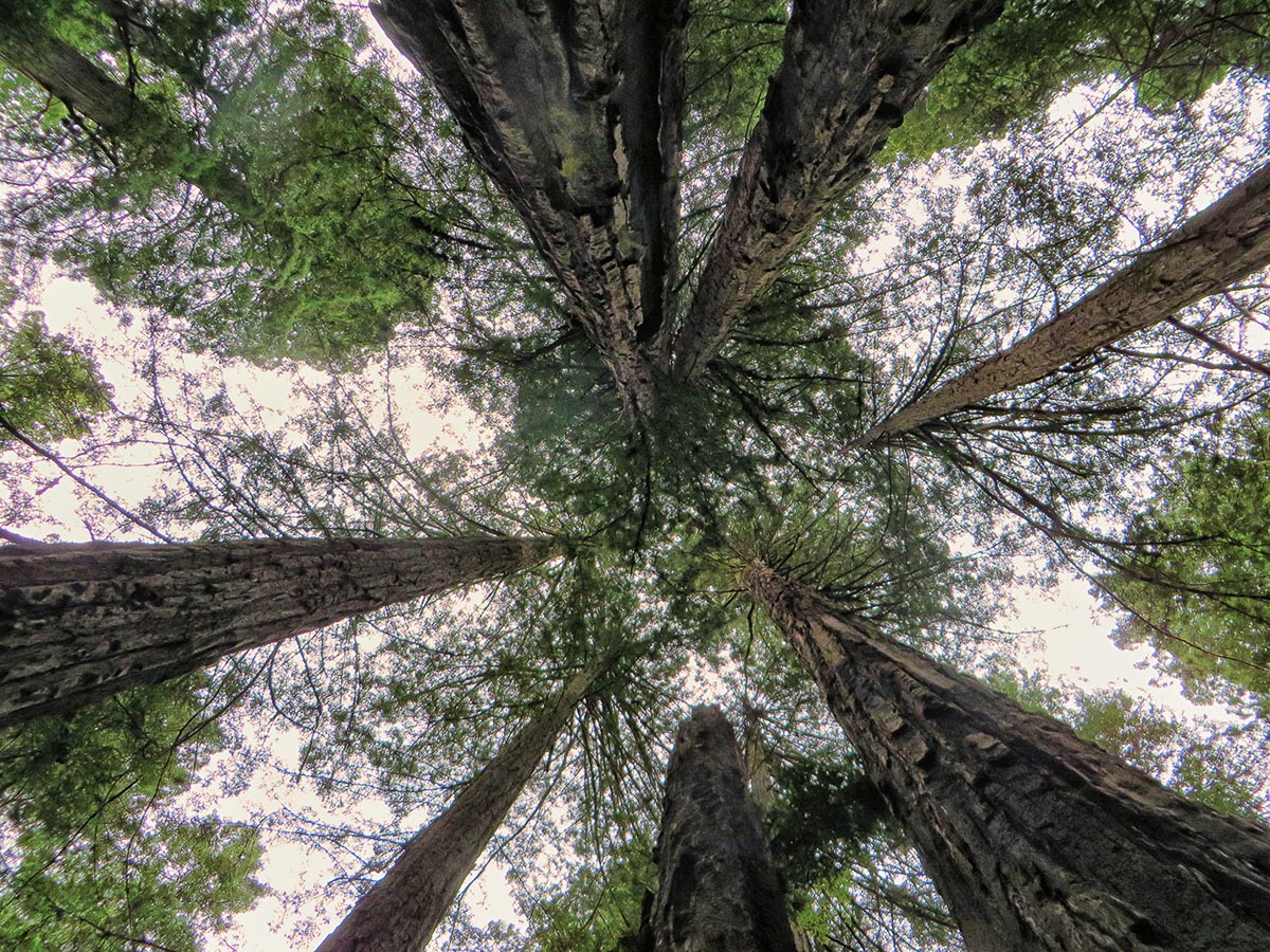 Humbolt Redwoods State Park - Our Epic Journey