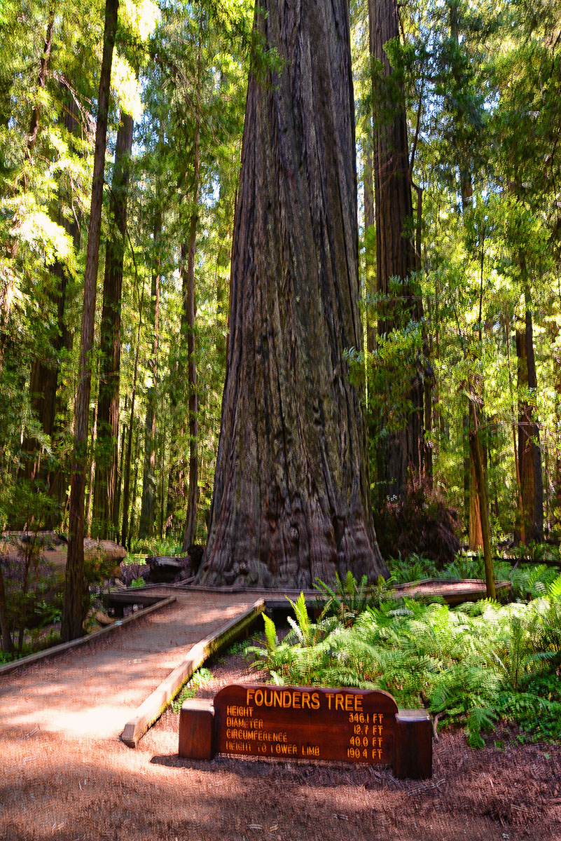 Humbolt Redwoods State Park - Our Epic Journey