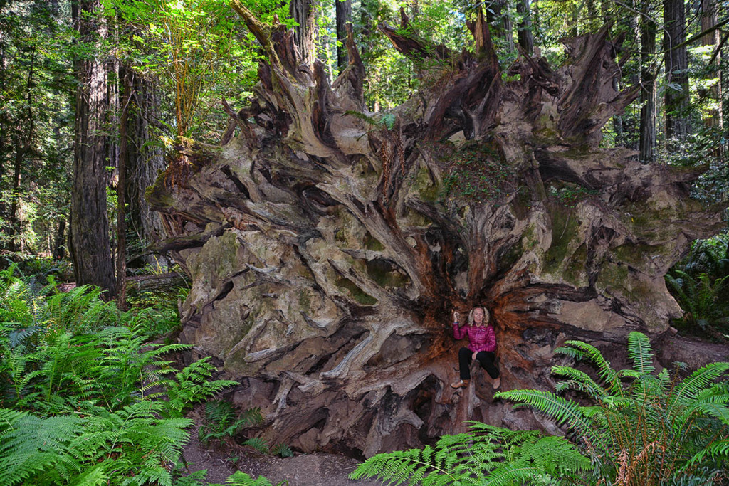 Humbolt Redwoods State Park - Our Epic Journey