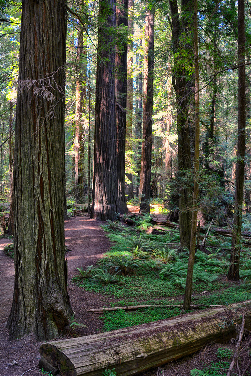 Humbolt Redwoods State Park - Our Epic Journey