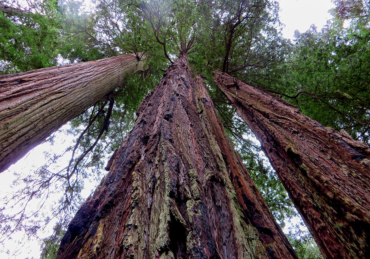Humbolt Redwoods State Park - Our Epic Journey