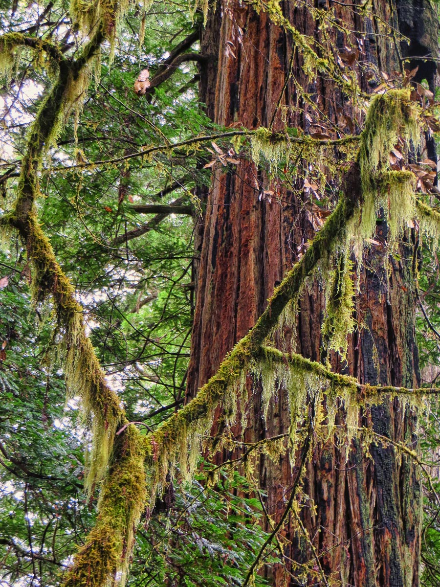 Humbolt Redwoods State Park - Our Epic Journey