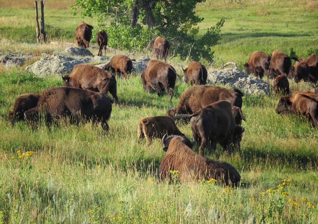 Custer State Park - Our Epic Journey