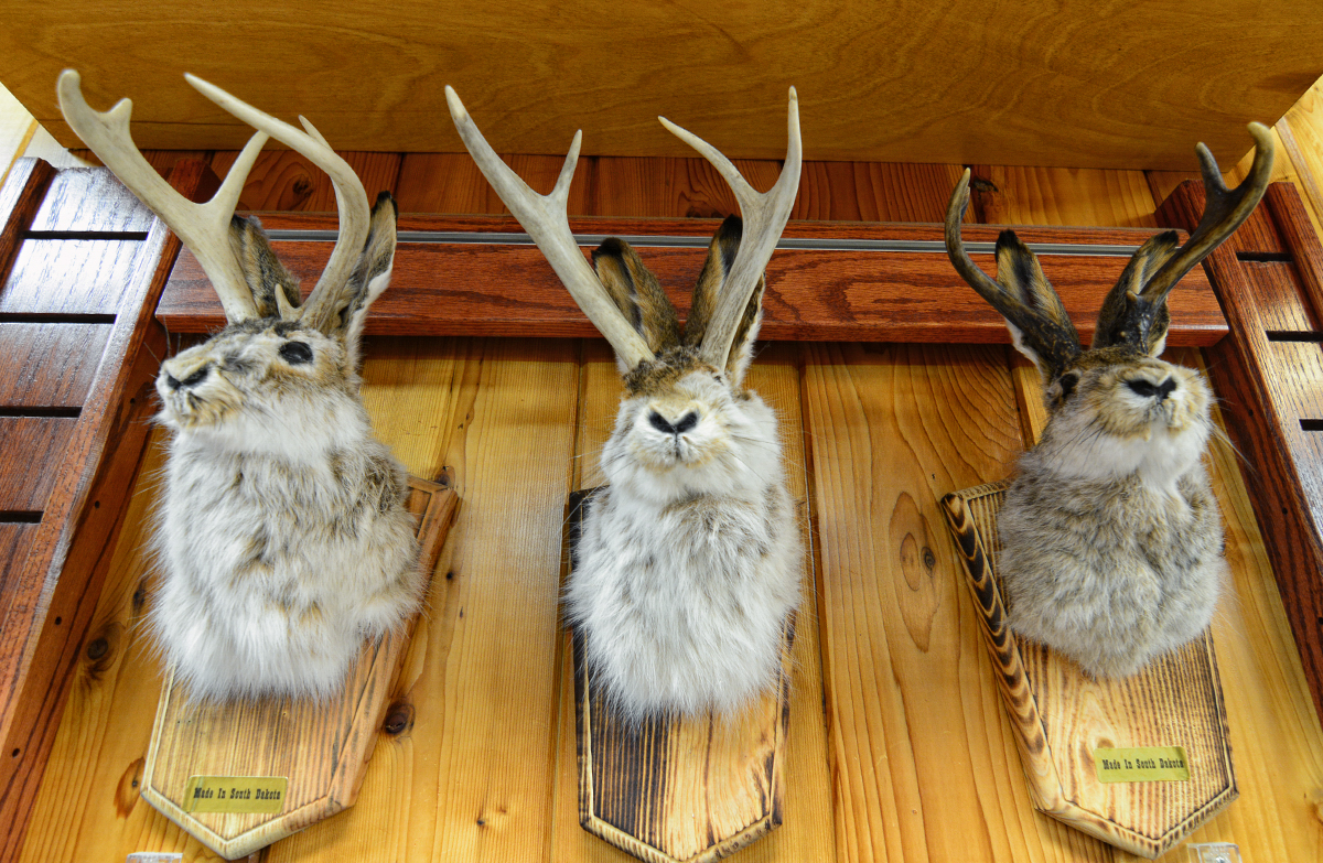 Badlands National Park | Our Epic Journey