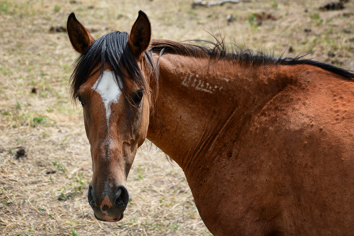 Wild Horse Sanctuary and Wind Cave NP - Our Epic Journey