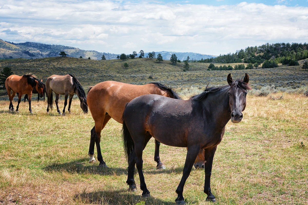 Wild Horse Sanctuary and Wind Cave NP - Our Epic Journey