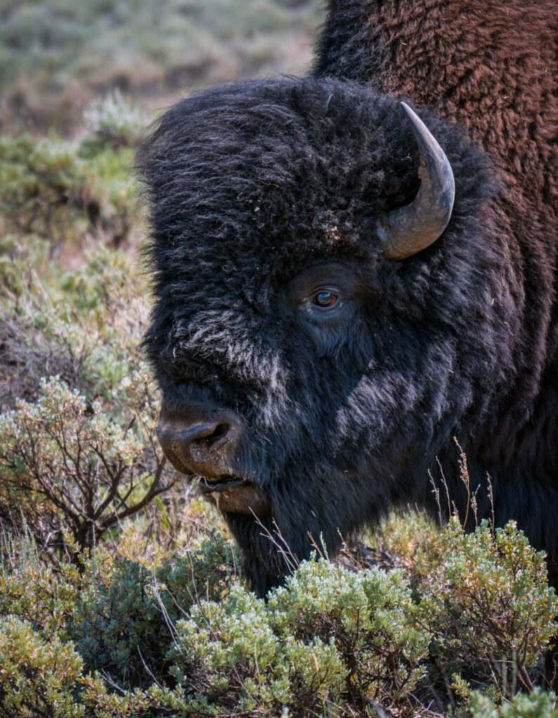 Chief Joseph and Beartooth Scenic Byways - Our Epic Journey